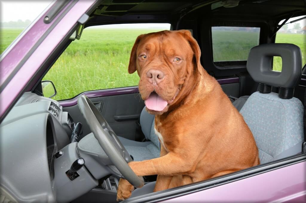 Hund im Auto mitnehmen: Tipps